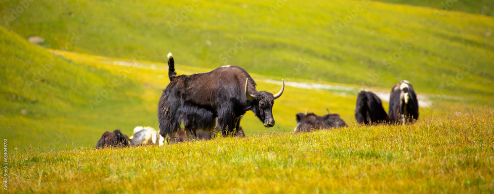 A herd of yaks graze in the mountains. Himalayan big yak in a beautiful ...
