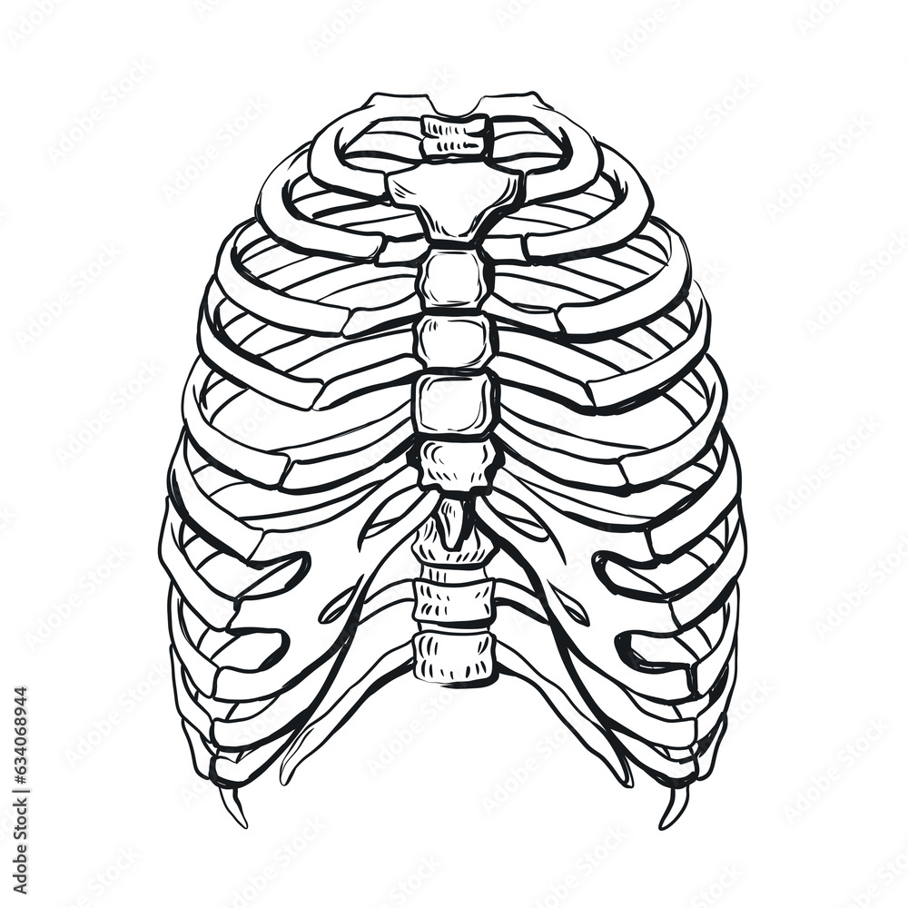 Rib cage, human thorax, skeletal ribs, sternum, black and white ...