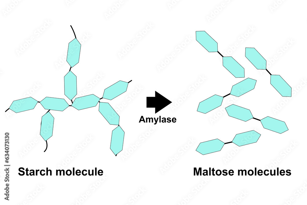 Starch digestion. amylase enzyme effect on starch molecule Stock ...
