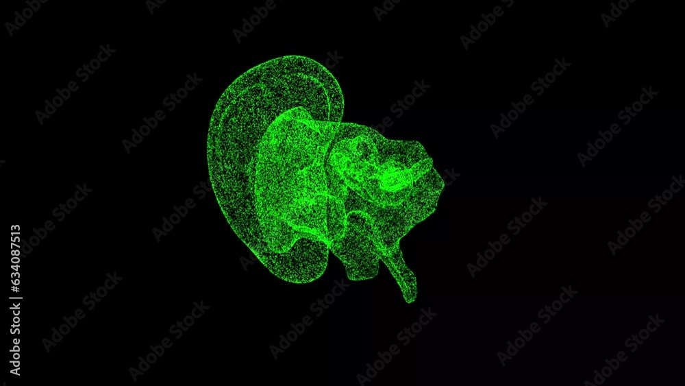 3D Ear Anatomy rotates on black background. Ear inner anatomy section ...