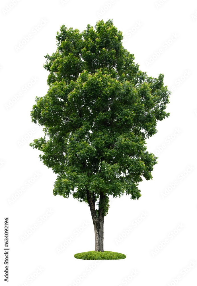 Green tree on transparent background (PNG File) Stock Photo | Adobe Stock