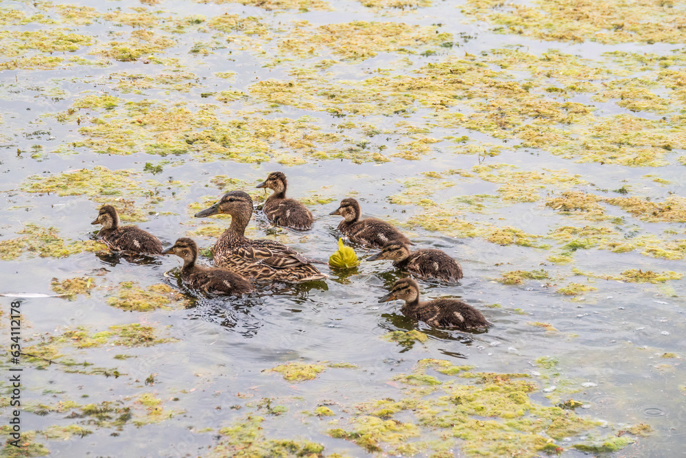 A family of ducks, a duck and its little ducklings are swimming in the ...