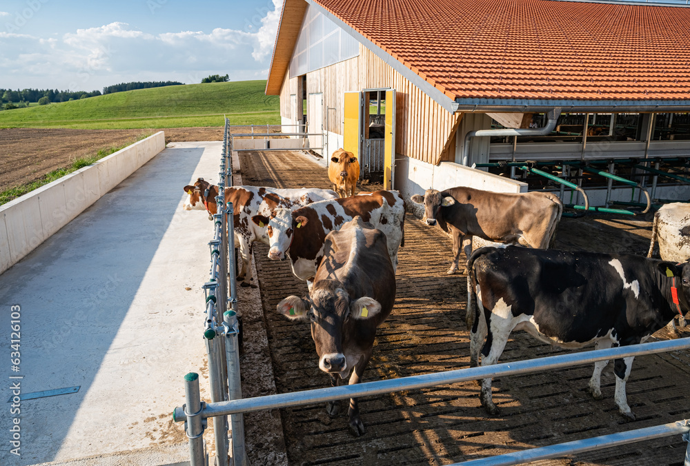 Kuhstall-Neubau, eine zusätzliche Auslaufmöglichkeit für die Tiere im ...