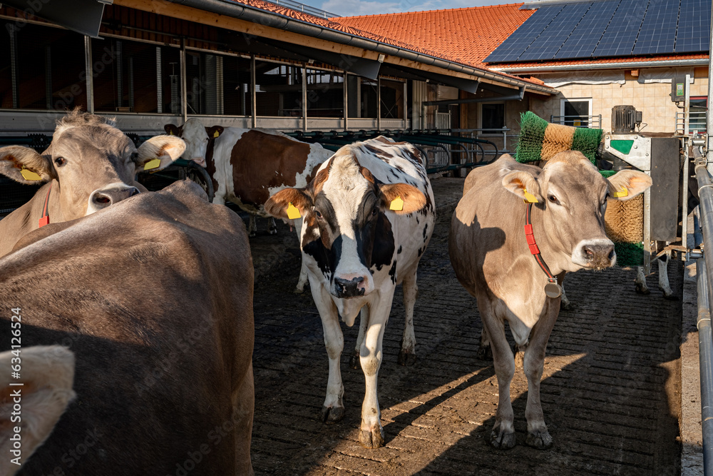 Neuer moderner Kuhstall mit Aussenbereich für die Kühe. Stock Photo ...