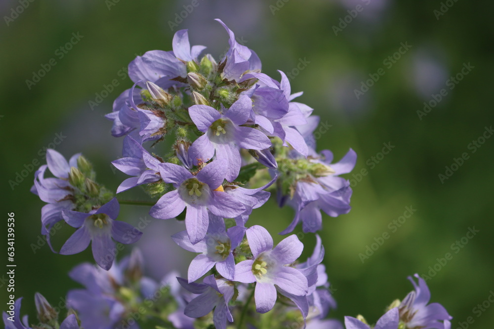Sweden. Campanula lactiflora, the milky bellflower, is a species of ...