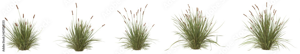 Set of Carex brunnea or Brown sedge plant with isolated on transparent ...