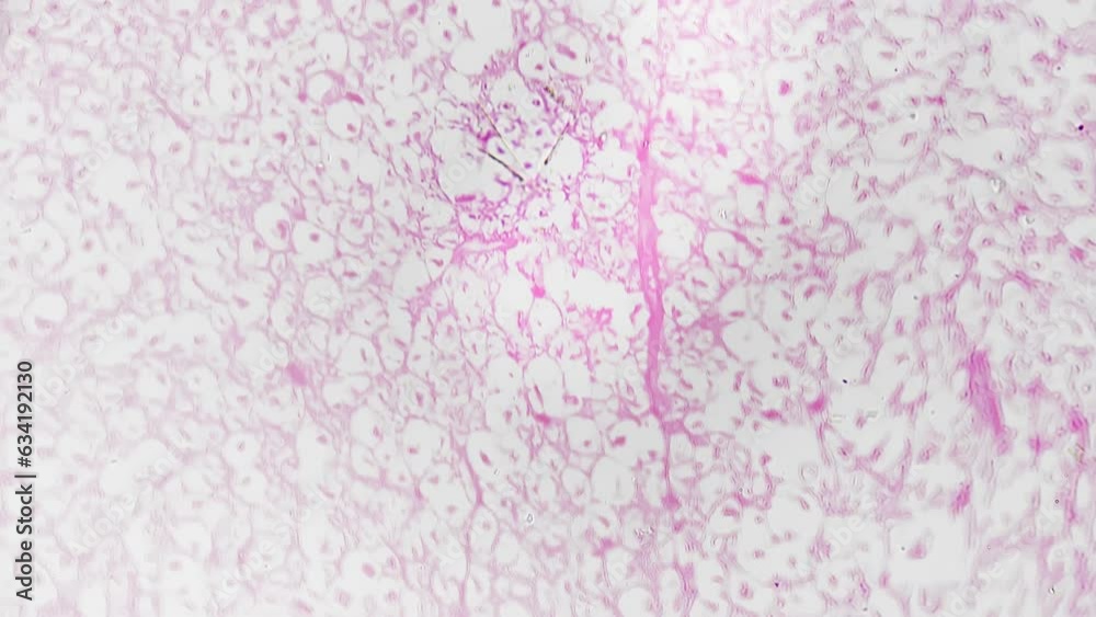 Section of human medulla oblongata filmed under microscope 200x on ...