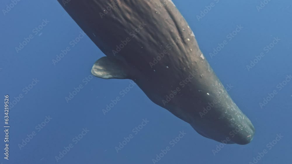 Large spermwhale dive in blue ocean. People dive to mammals under water ...