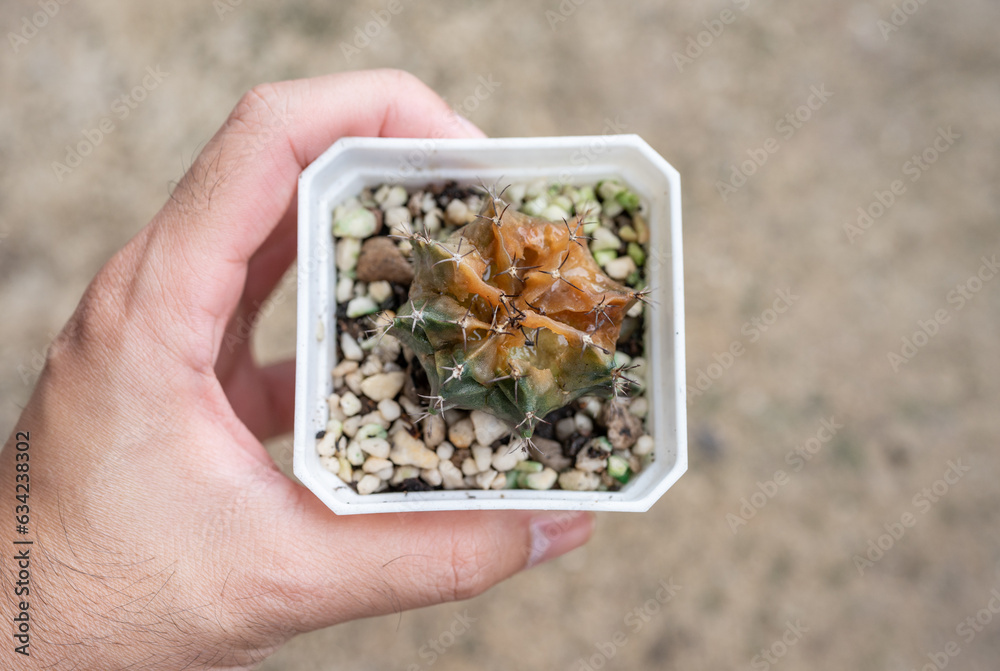 Someone hand holding rotting Gymnocalycium cactus. Cactus rot is one of ...