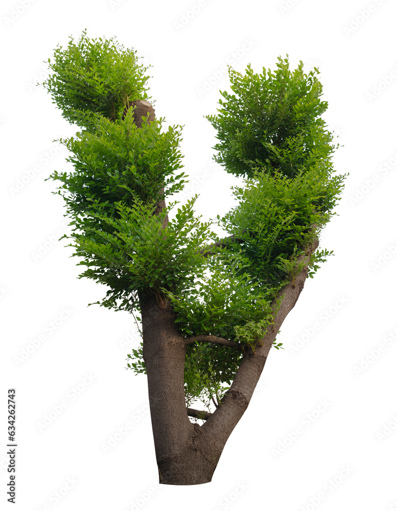 Beautiful broken tree (no shadow) isolated on transparent background ...