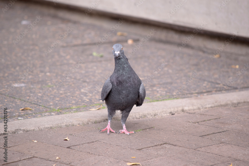 Feral pigeons are essentially the same size and shape as the original ...