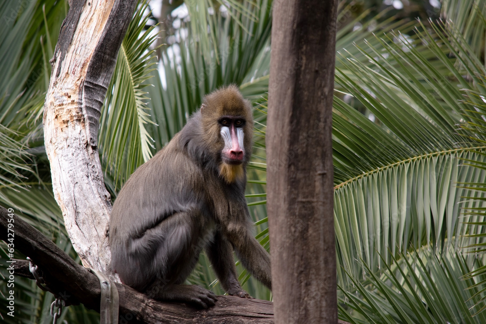 the mandrill has thick ridges along the nose that are purple and blue ...