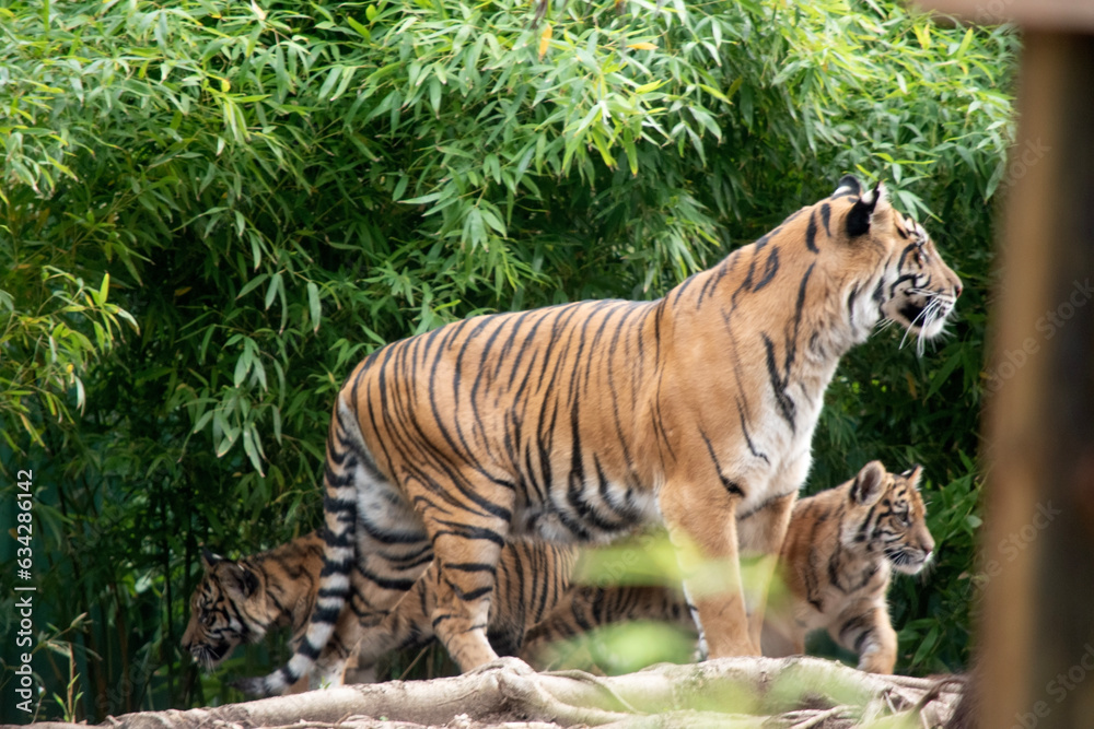 At four months of age tiger cubs are about the size of a medium-sized ...