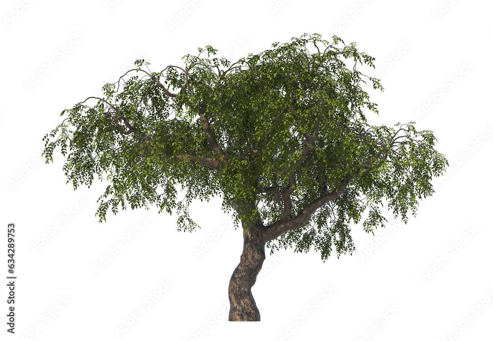 Sophora japonica, Scholar Tree, Japanese Pagoda, Tree, Big Tree, light ...