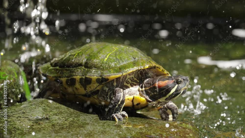 red eared slider pond turtle basking, animal behavior in captivity ...