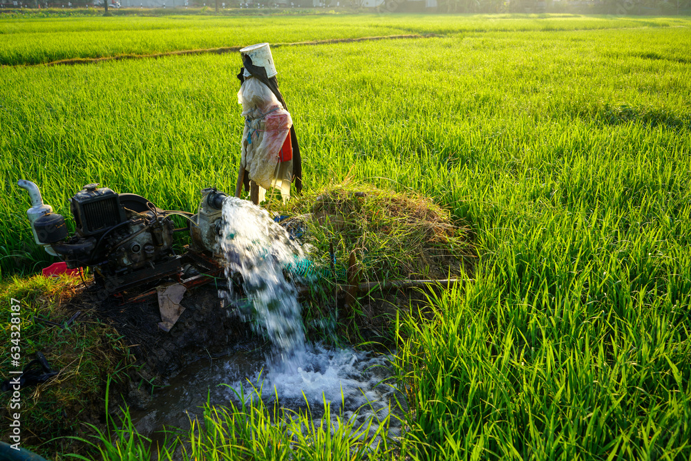 Irrigation of rice fields using pump wells with the technique of ...