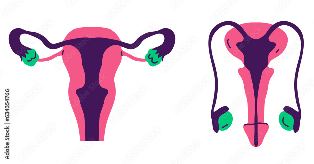 Female male man woman internal organ reproductive system abstract ...