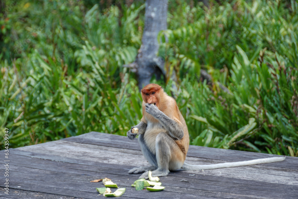 Wild proboscis monkeys in Labuk Bay Proboscis Monkey Sanctuary in Sabah ...