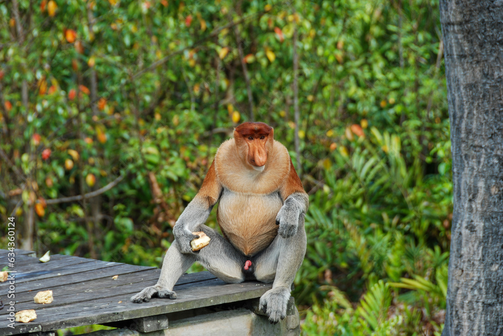 Foto de Wild proboscis monkeys in Labuk Bay Proboscis Monkey Sanctuary in Sabah, Borneo ...