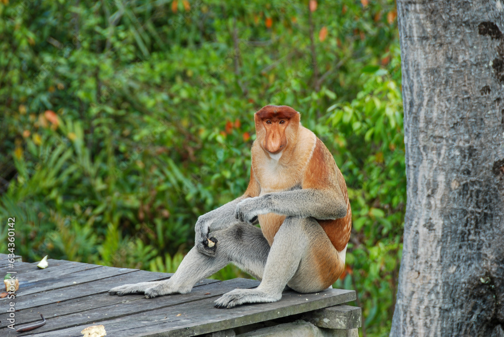 Wild proboscis monkeys in Labuk Bay Proboscis Monkey Sanctuary in Sabah ...