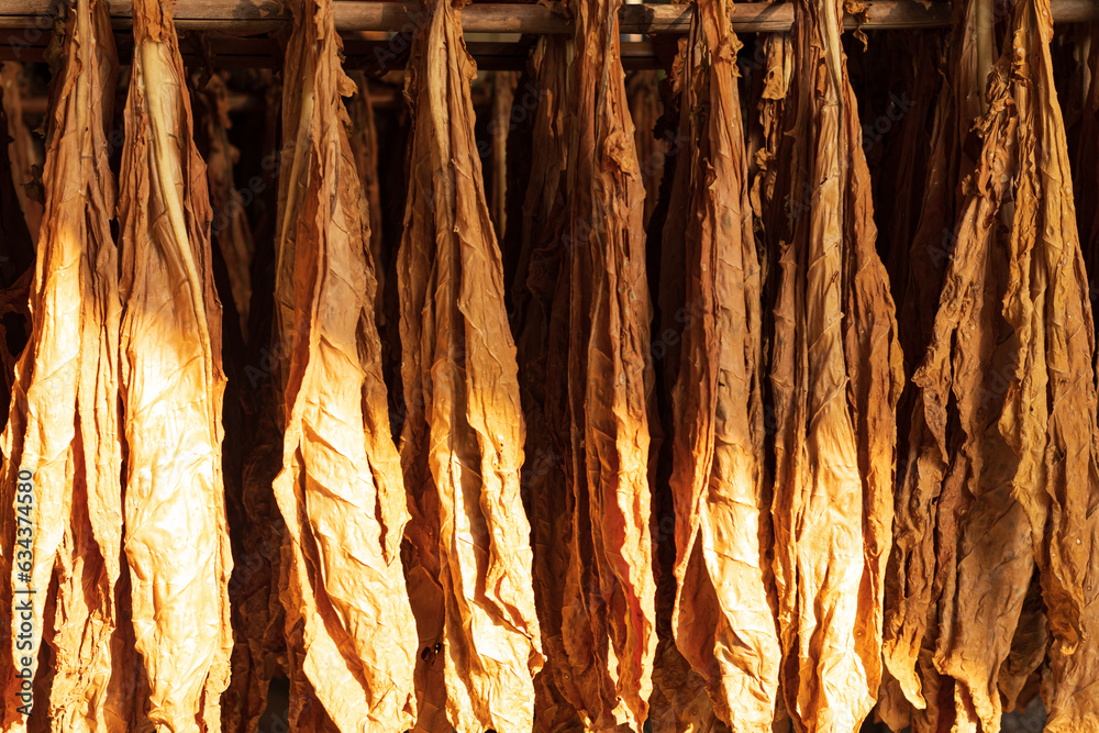 Tobacco farming capturing the Essence of quality control in drying sheds, From field to cigar of ...