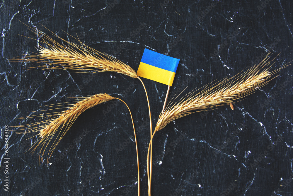 Ukrainian flag grain wheat and spikelets on dark background. Ukraine ...