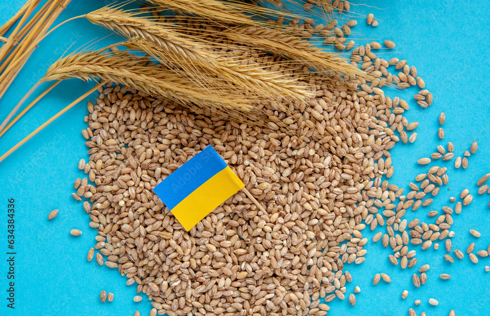 Ukrainian flag grain wheat and spikelets on dark background. Ukraine ...