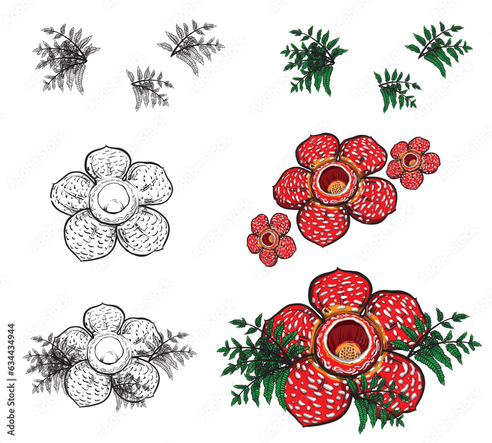 Rare Rafflesia arnoldii flower vector design from Indonesia usually ...