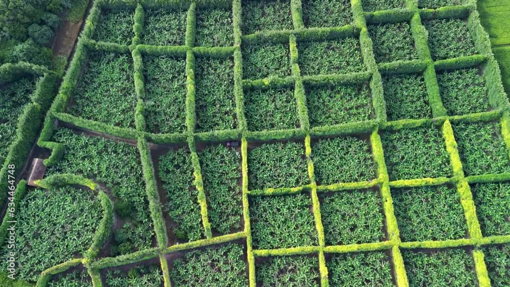 Plantação de bananeiras nos Açores com sebes vivas a proteger do vento ...