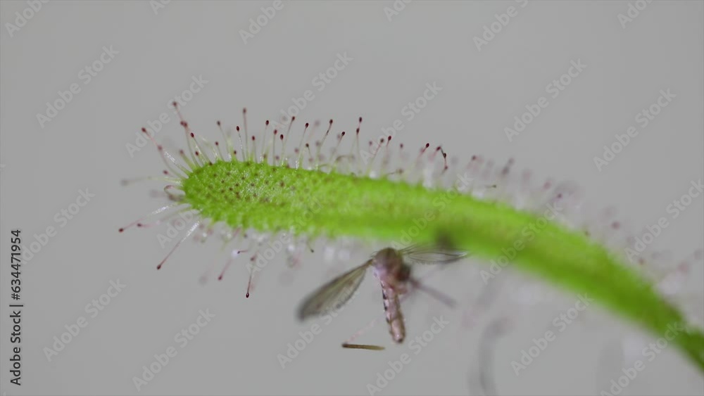 Carnivorous plant Drosera capensis, known as Cape sundew, capturing an ...