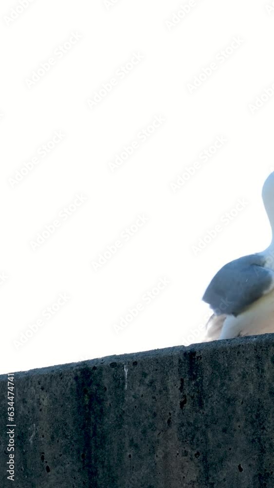 two seagulls fight peck each other's beak white seagull gray man woman ...
