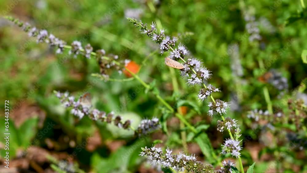 Butterflies on Mentha spicata flowers in garden. Stock ビデオ | Adobe Stock