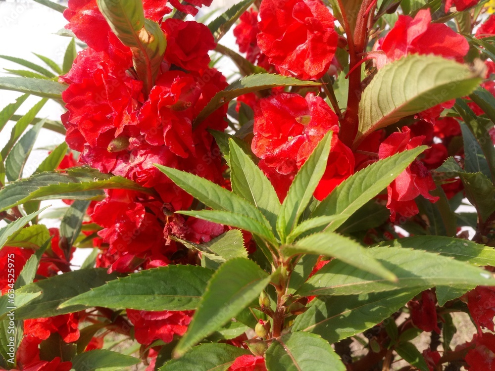 Foto de lush of Impatiens balsamina in bloom. Impatiens balsamina also ...