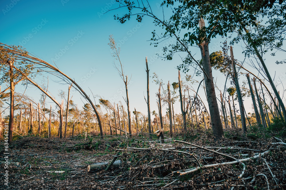Environmental damage, deciduous forest landscape devastated after ...