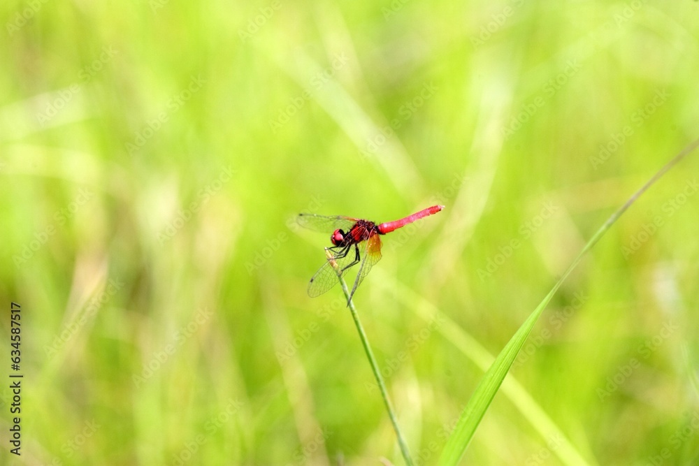 Nannophya pygmaea, known variously as the scarlet dwarf, northern ...
