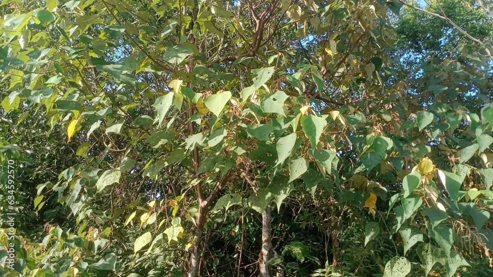 Macaranga spp tree in nature garden with blue sky and cloud background ...