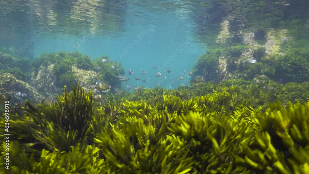 Shoal of fish with ripples of seaweed in shallow water, Atlantic ocean ...