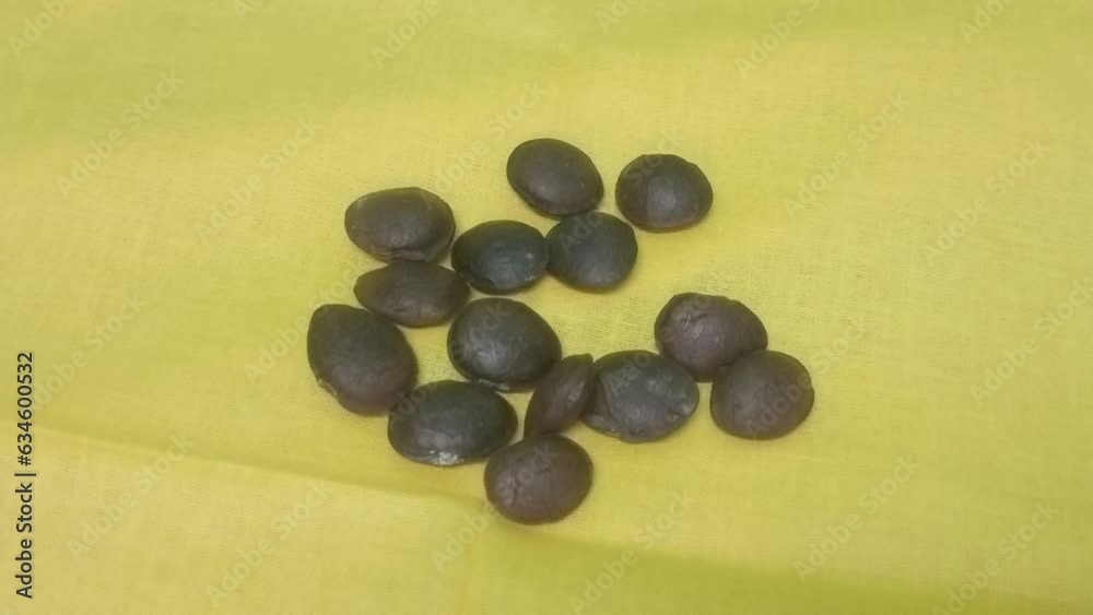 Plukenetia volubilis, commonly known as sacha inchi, sacha peanut ...