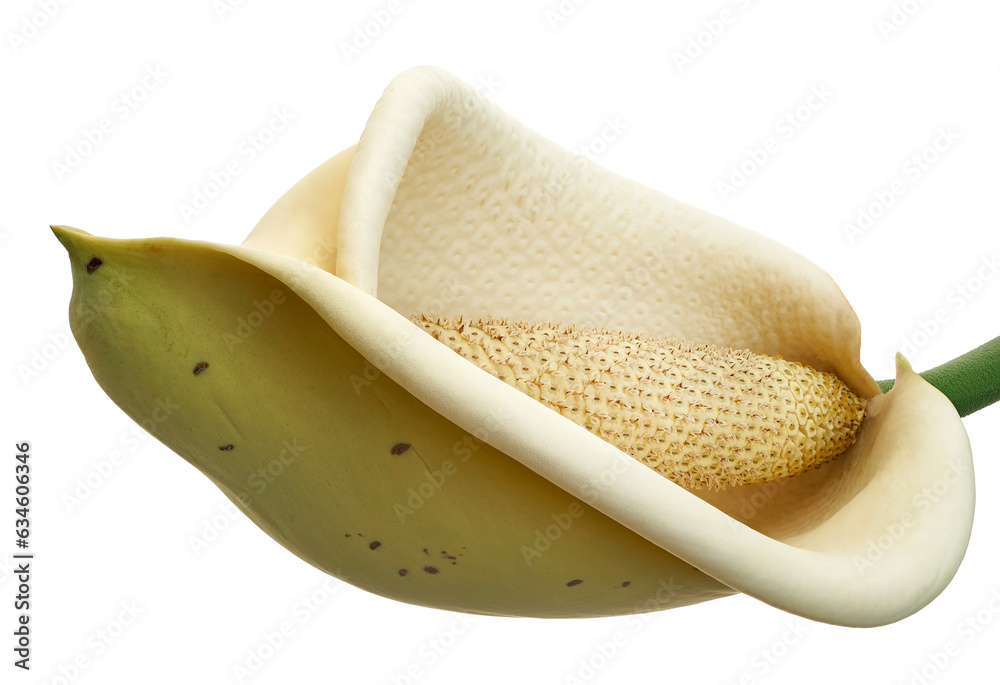 Monstera Deliciosa flower, Flower of Swiss Cheese Plant, isolated on ...