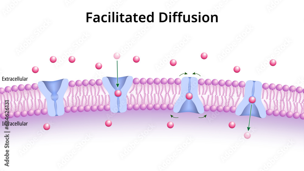 Facilitated Diffusion - Membrane Transport - Molecules Across Cell ...