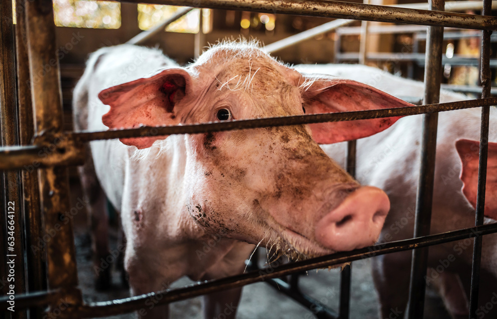 Big breeding pig farm,The breeder pig in the cage Stock Photo | Adobe Stock