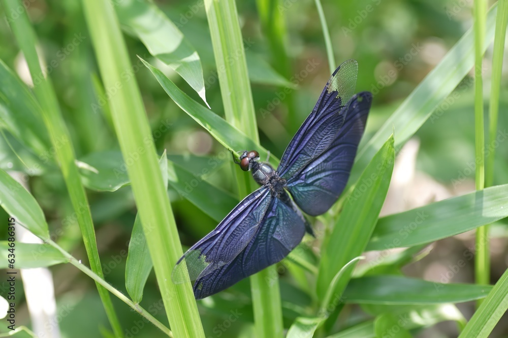Rhyothemis fuliginosa, also known as the butterfly dragonfly or the ...