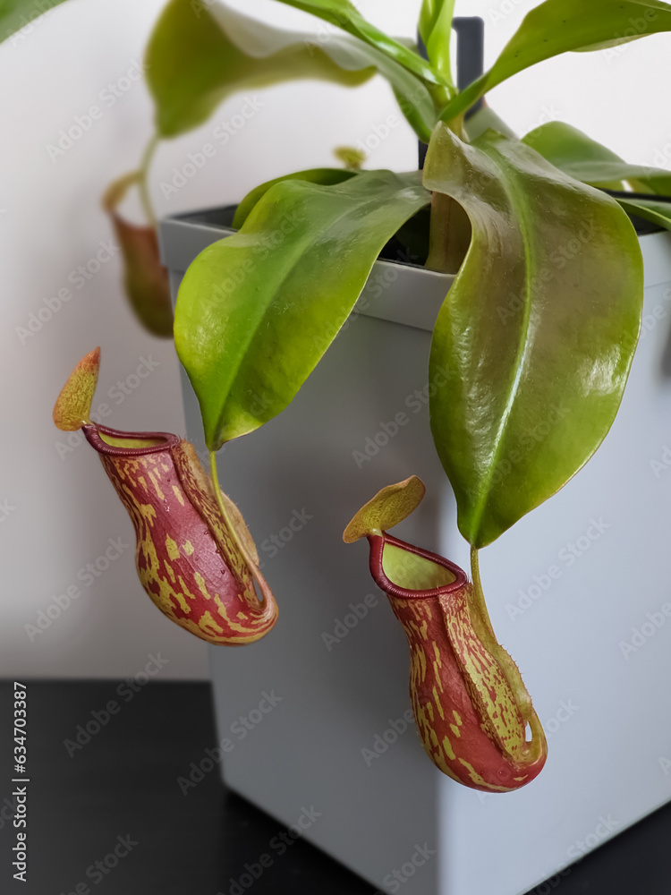 Nepenthes Hybrid-highland Tropical Pitcher Plant
