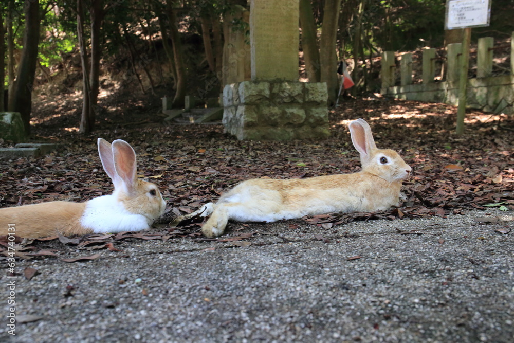 Pictures of rabbits on Okunoshima (Rabbit Island) in Hiroshima ...
