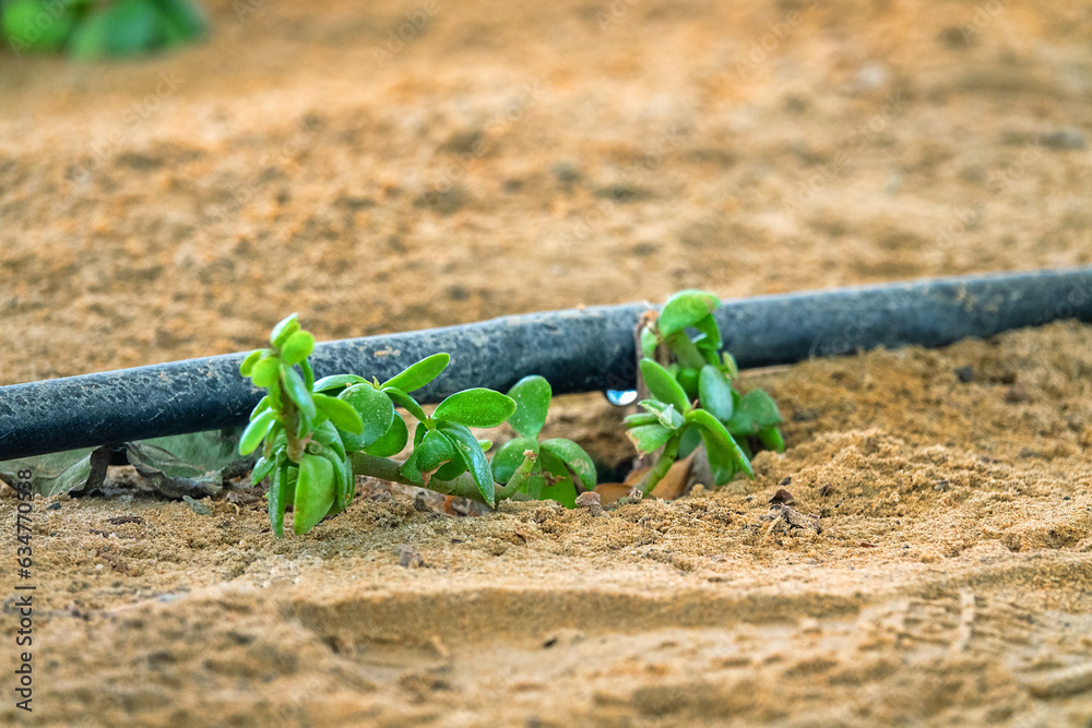 Drip irrigation water pipes (drip system) in the desert, green plants ...