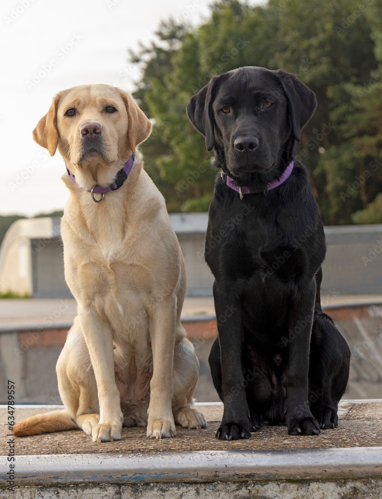 Blonde and black Labrador Retrievers sitting side by side on a concrete ...