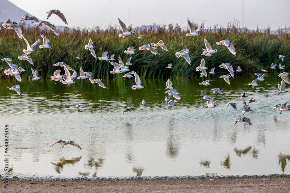 Villa swamp wetlands, is an ecosystem suitable for diverse populations ...