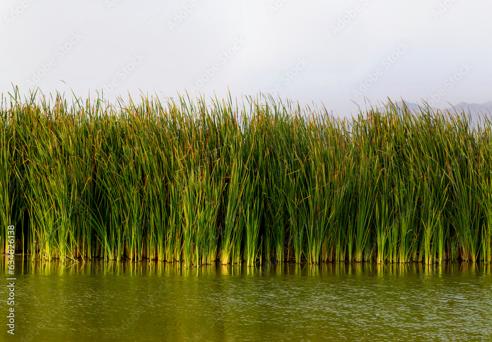 Villa swamp wetlands, is an ecosystem suitable for diverse populations ...