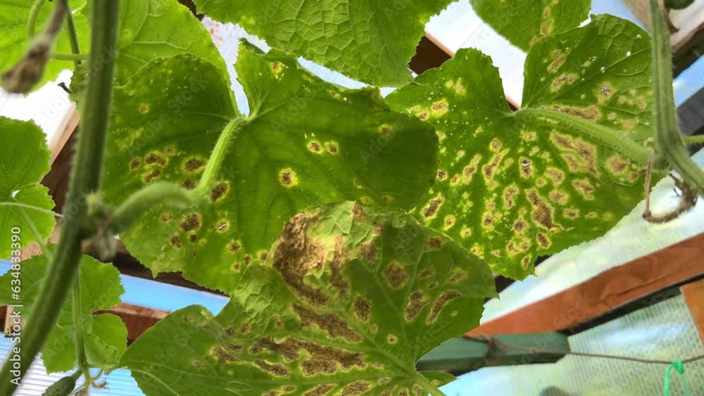 Cucumber leaf with yellow and brown spots caused by Fertilizer or ...