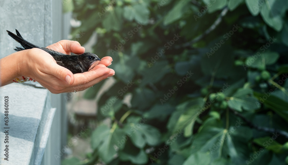 Swift chick is held on female palms before the first flight near the ...